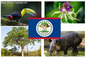 National Symbols of Belize: Flag, Flower, Tree, Bird, Animal+ - Belize ...