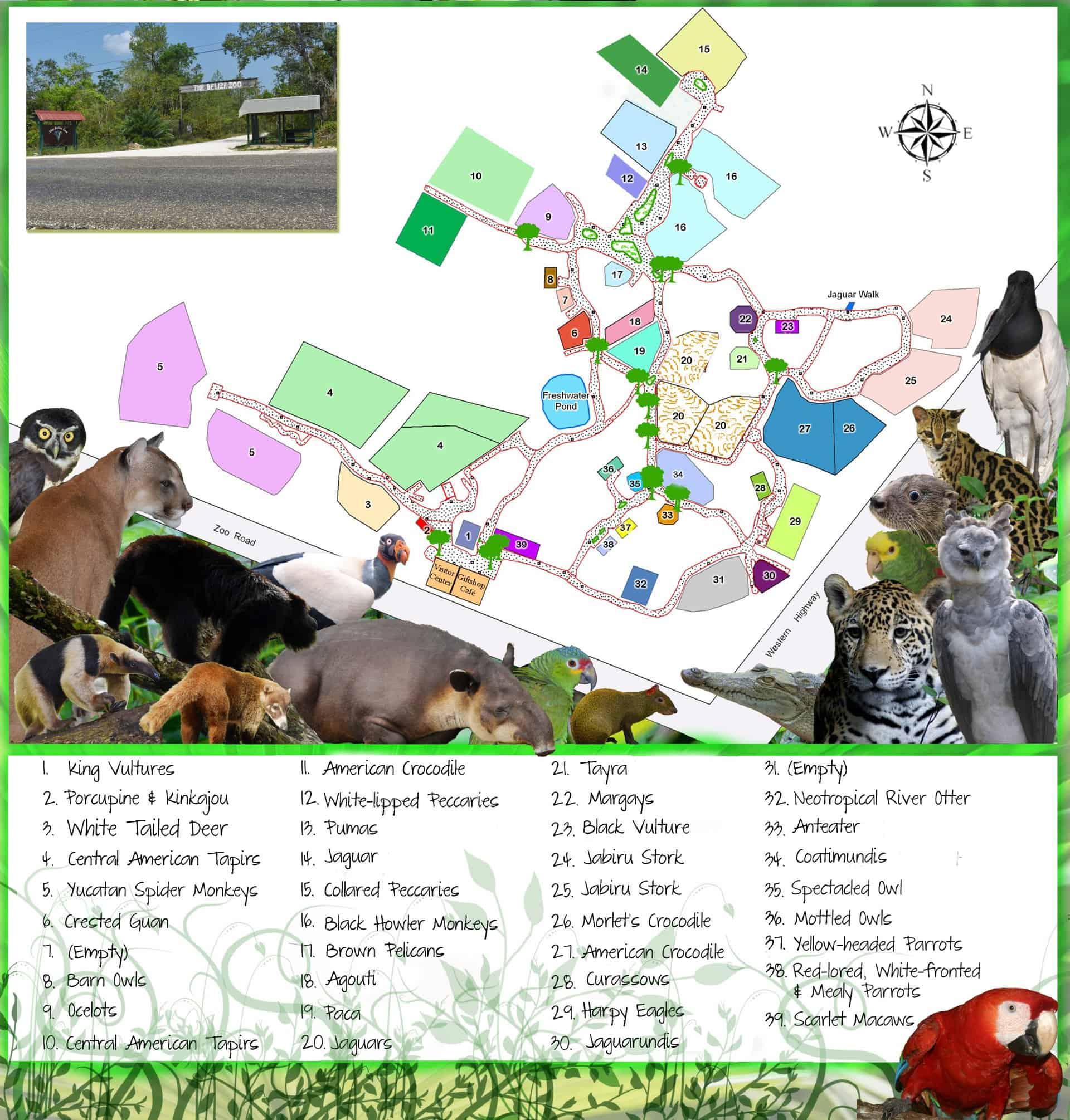 Explore the Belize Zoo Wildlife: Conservation & Education! - Belize at ... Explore the Belize Zoo Wildlife: Conservation & Education! - Belize at ...